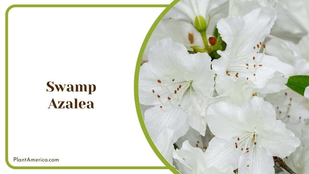 22 Types of Azaleas Varieties You Should Know About - Plant America