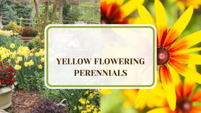 22 Yellow Flowering Perennials To Brighten Your Garden Beds - Plant America