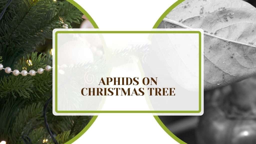 Aphids on Christmas Tree: Ways They Attack and Cure Methods - Plant America
