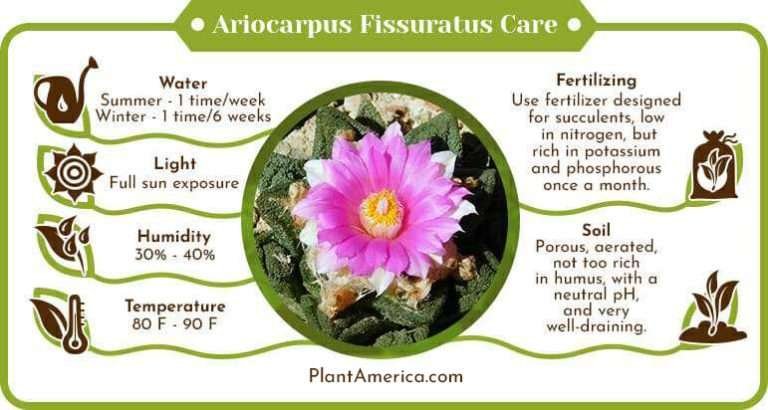 Ariocarpus Fissuratus Care: Growing the Living Rock Cactus - Plant America
