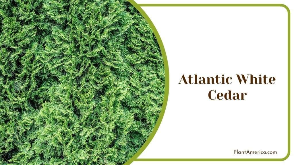 16 Types of Cedar Trees for Your Landscaping Needs - Plant America