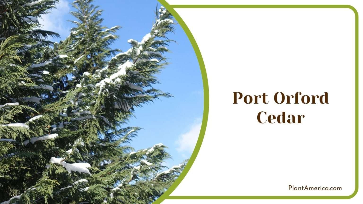 16 Types of Cedar Trees for Your Landscaping Needs - Plant America