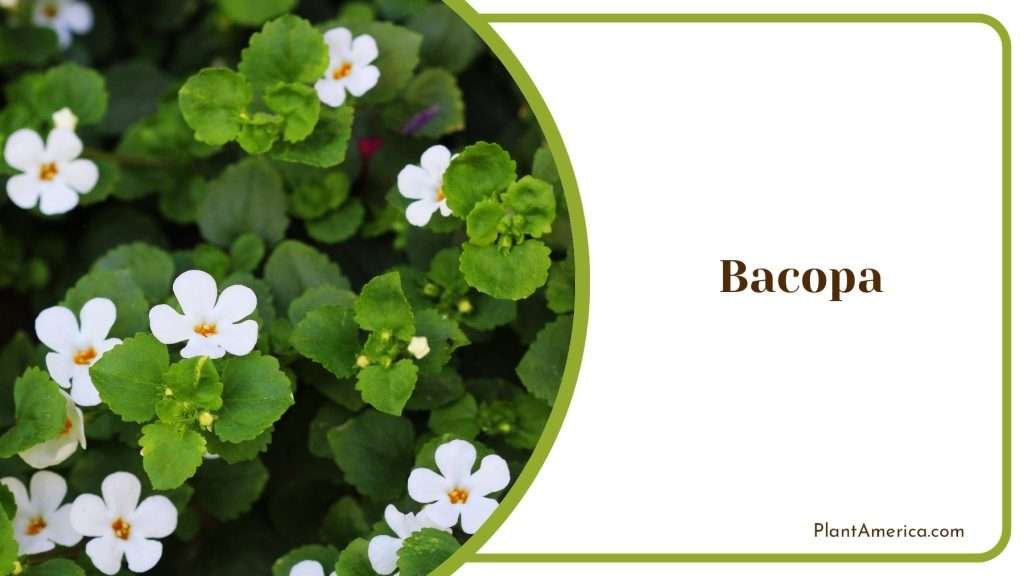 23 Hanging Basket Flowers That Attract Hummingbirds - Plant America