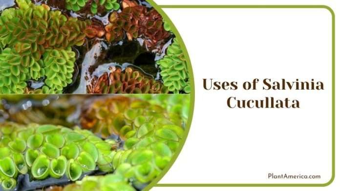 Salvinia Cucullata Care: Maintaining the Best Floating Plant - Plant ...