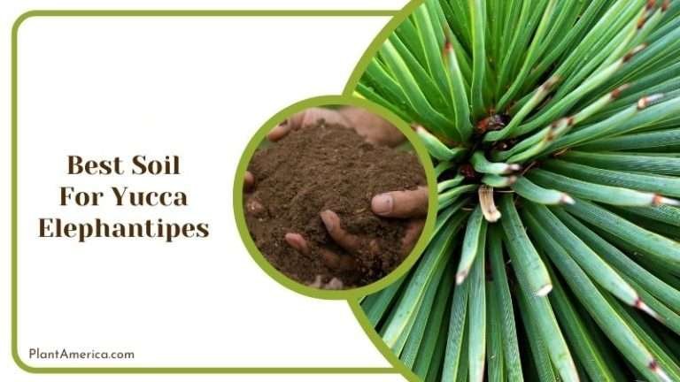 The Wonderful Yucca Elephantipes: Care Nuggets Unveiled - Plant America