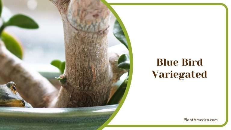 26 Types of Jade Plants That You Don’t Want To Miss - Plant America