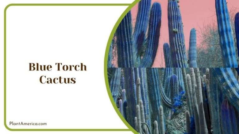 Blue Torch Cactus Care: Most Sorted Guide You Will Find - Plant America