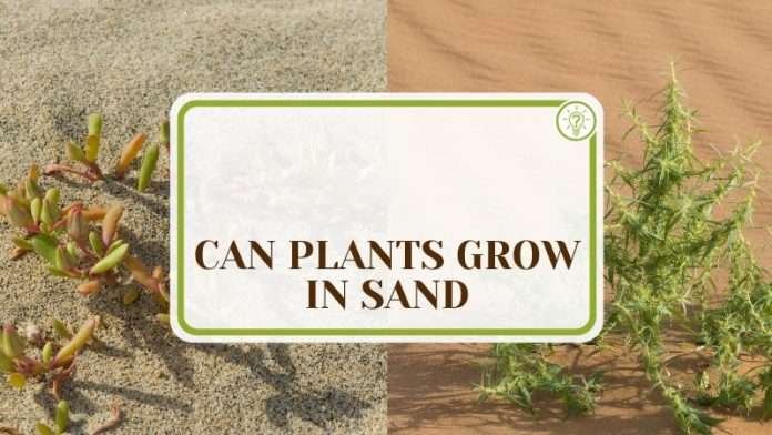 Can Plants Grow in Sand: Understand the Potting Medium - Plant America