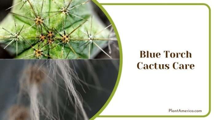 Blue Torch Cactus Care: Most Sorted Guide You Will Find - Plant America