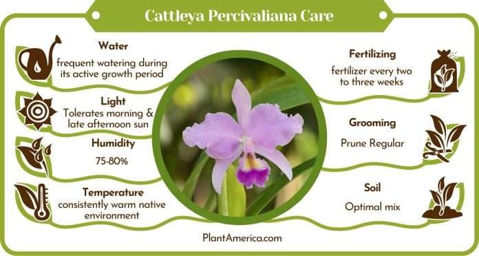Cattleya Percivaliana Care: Christmas Orchids All Year Round - Plant ...