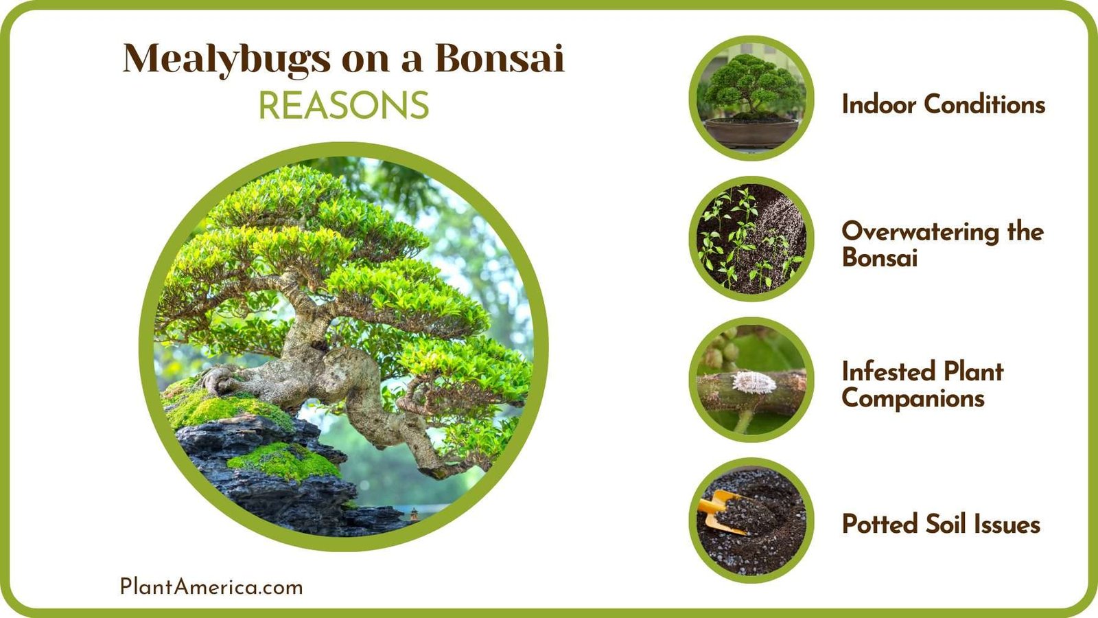 Mealybugs on a Bonsai: Expert Tips To Safeguard Your Trees - Plant America