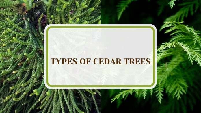 16 Types of Cedar Trees for Your Landscaping Needs - Plant America