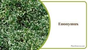 34 Types of Bushes To Consider Planting in Your Landscape - Plant America