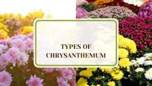 17 Types of Chrysanthemum Flowers to Brighten Your Garden - Plant America
