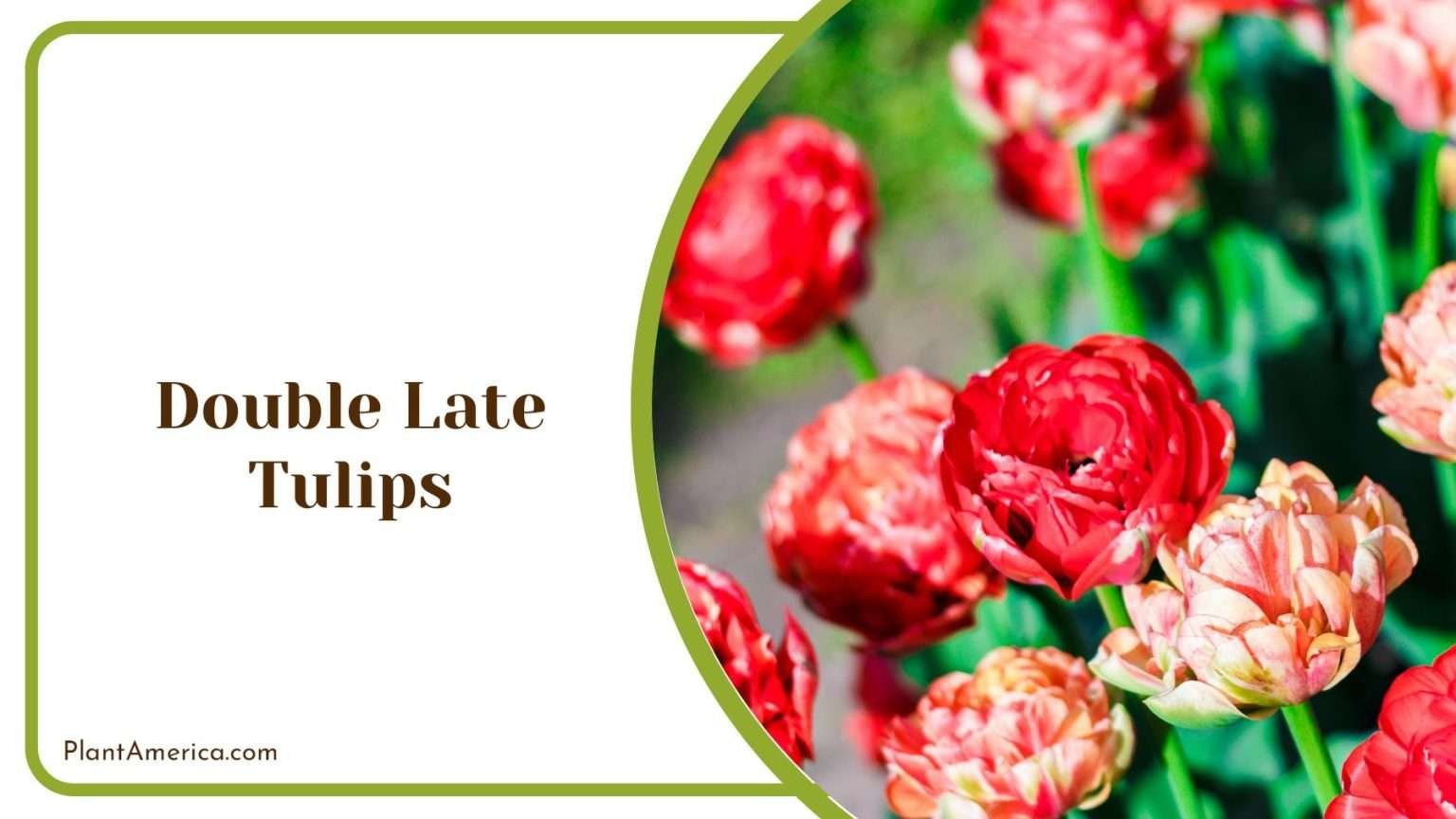 25 Types of Tulips Varieties You Should Consider Planting - Plant America