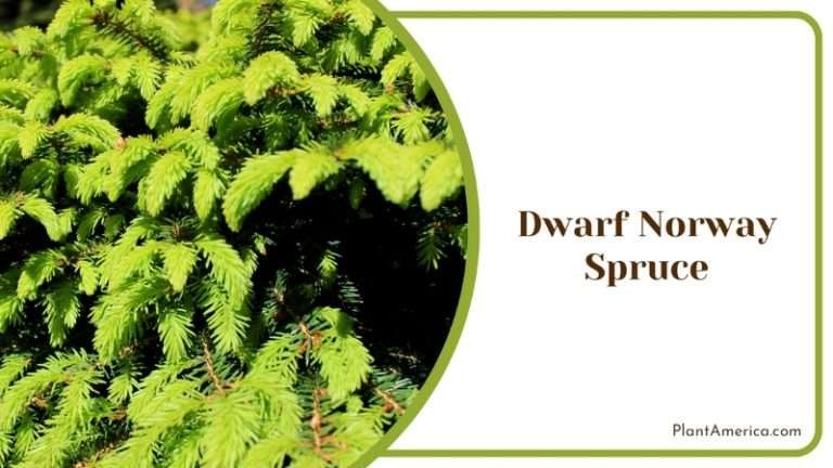 34 Types of Bushes To Consider Planting in Your Landscape - Plant America