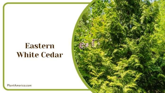 16 Types of Cedar Trees for Your Landscaping Needs - Plant America