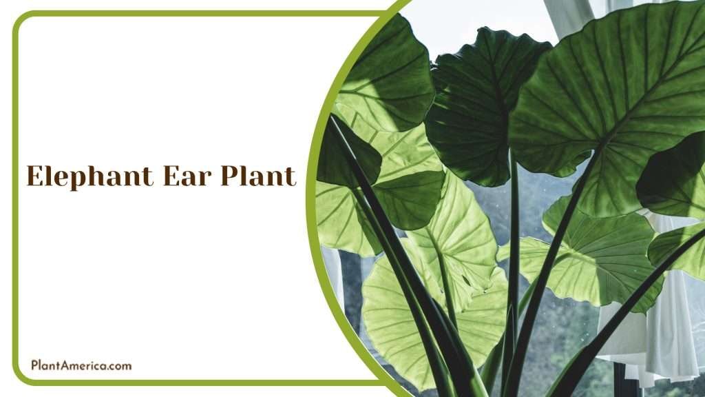 15 Tropical House Plants That Homeowners Love Growing - Plant America
