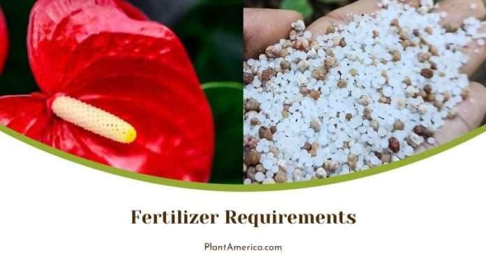 Anthurium Andraeanum Care: A Comprehensive Growing Guide - Plant America