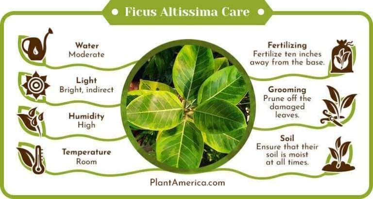 Ficus Altissima Care Guide: The Council Tree Houseplant - Plant America