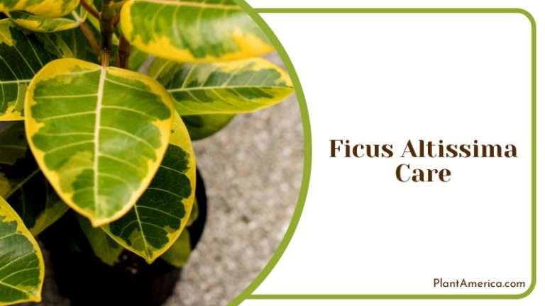 Ficus Altissima Care Guide: The Council Tree Houseplant - Plant America