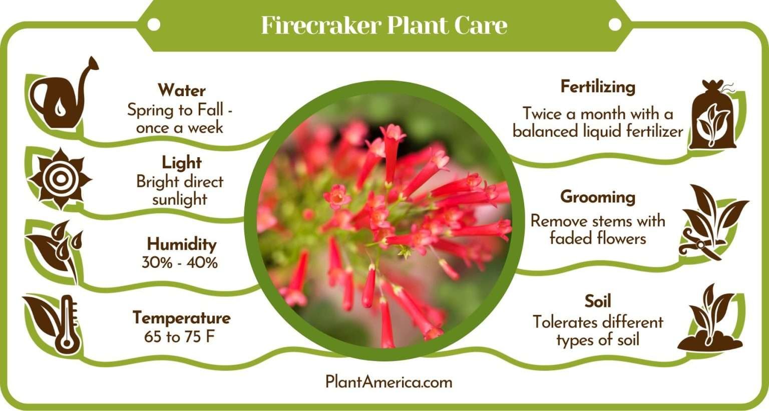 Firecracker Plant Care: Coral Flowers That Last for Months - Plant America