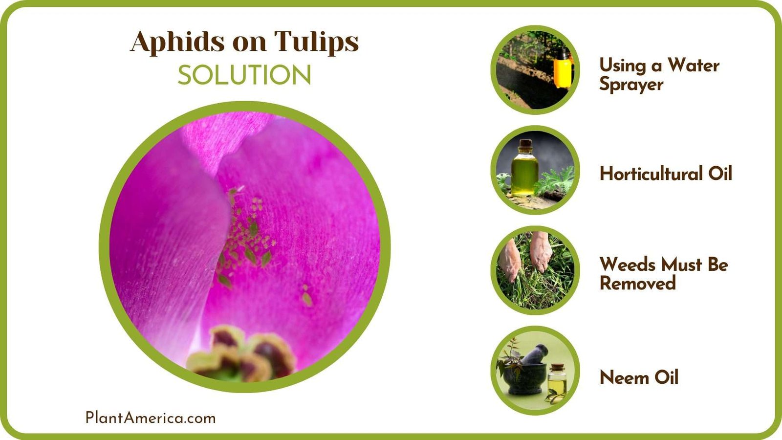 Aphids on Tulips: Main Causes and Effective Solutions - Plant America