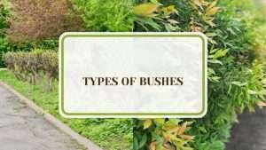 34 Types of Bushes To Consider Planting in Your Landscape - Plant America