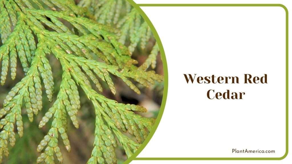 16 Types of Cedar Trees for Your Landscaping Needs - Plant America