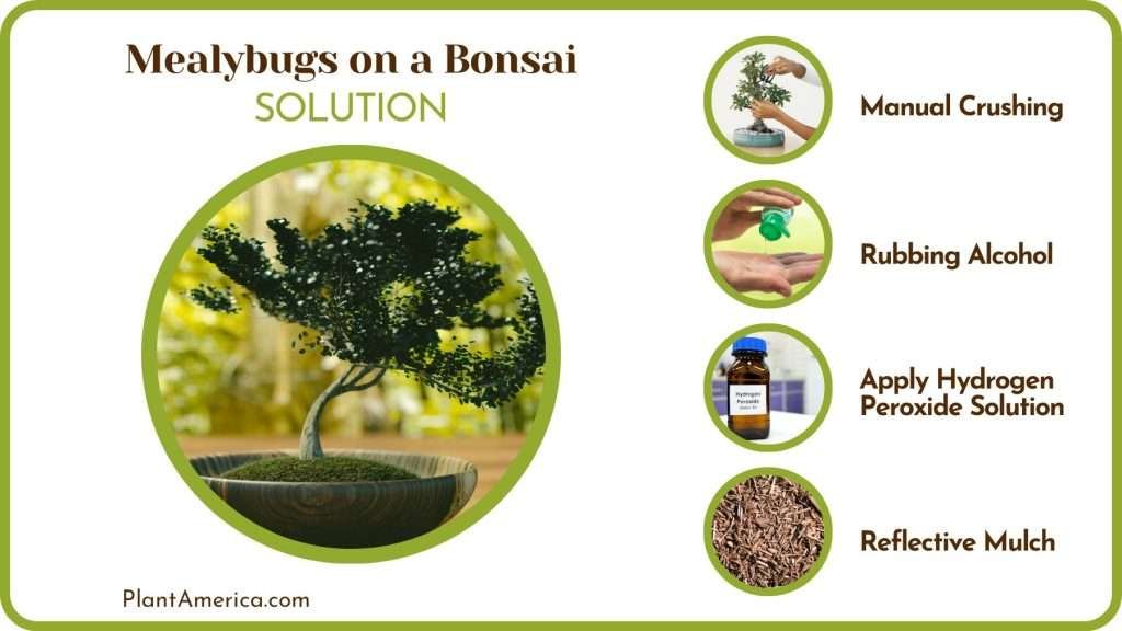 Mealybugs on a Bonsai: Expert Tips To Safeguard Your Trees - Plant America