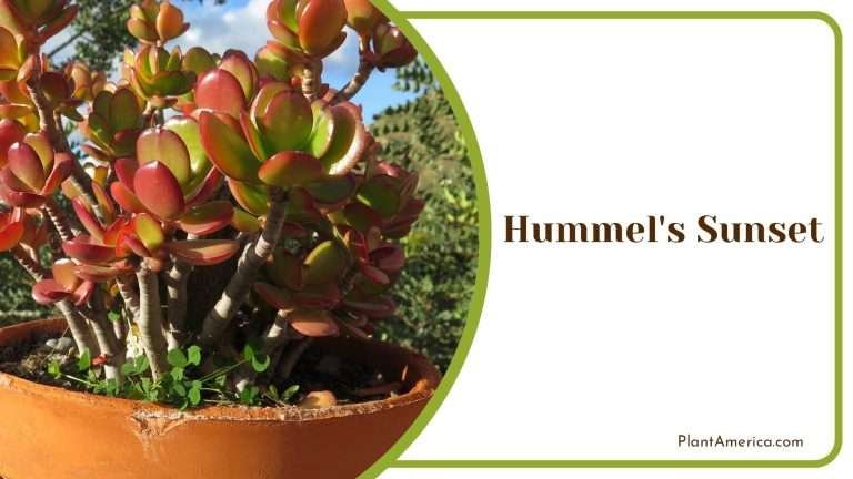26 Types of Jade Plants That You Don’t Want To Miss - Plant America