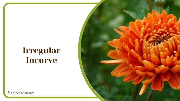17 Types of Chrysanthemum Flowers to Brighten Your Garden - Plant America