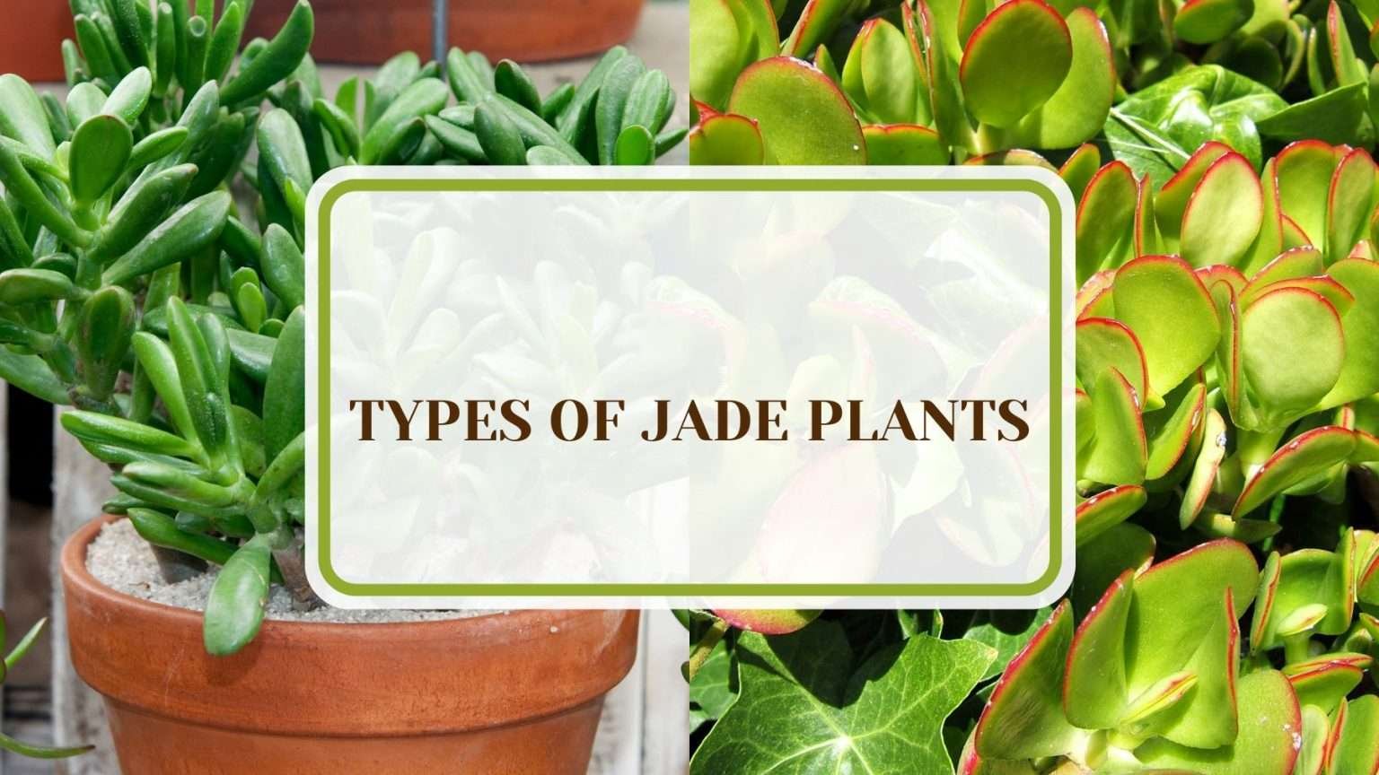 26 Types of Jade Plants That You Don’t Want To Miss - Plant America