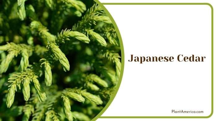 16 Types of Cedar Trees for Your Landscaping Needs - Plant America