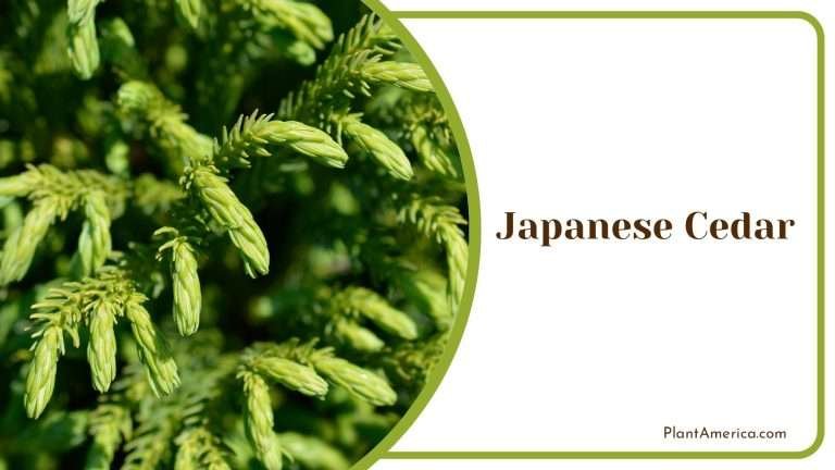 16 Types of Cedar Trees for Your Landscaping Needs - Plant America