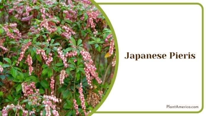 34 Types of Bushes To Consider Planting in Your Landscape - Plant America