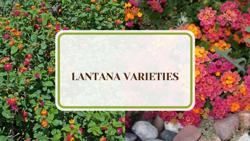20 Lantana Varieties and Types to Make a Spectacular Garden - Plant America