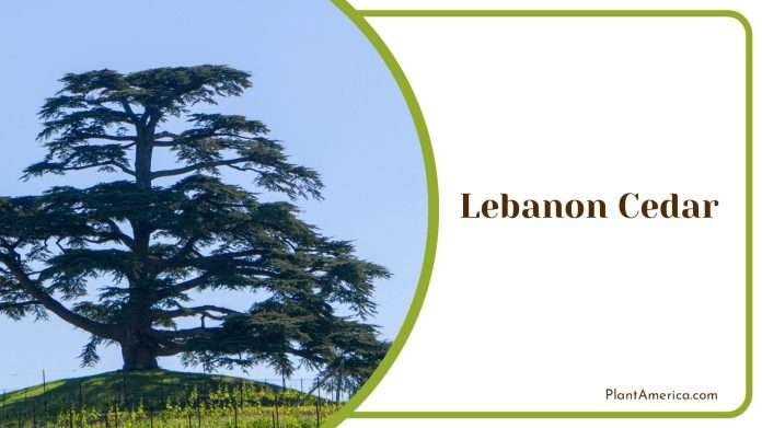 16 Types of Cedar Trees for Your Landscaping Needs - Plant America