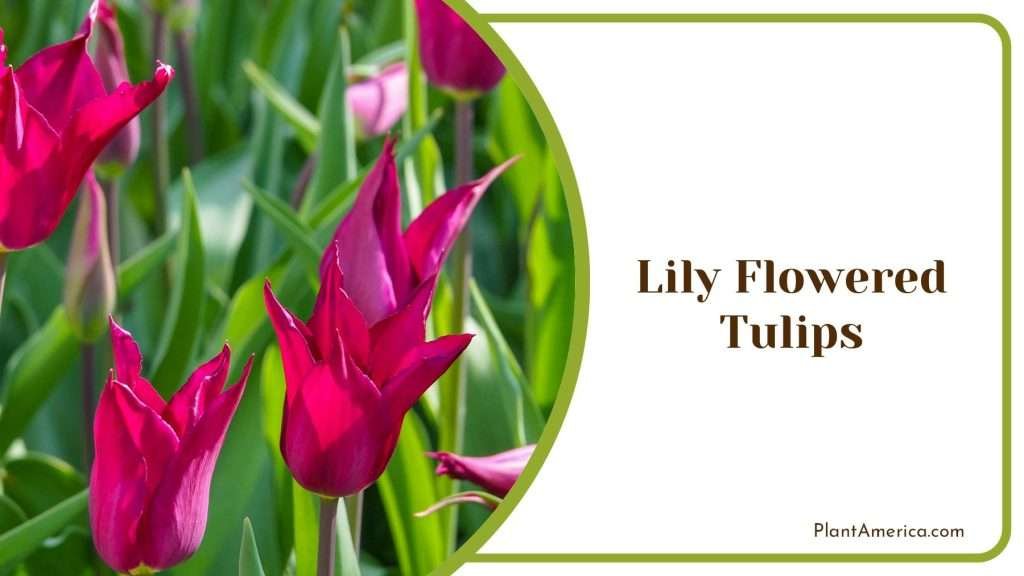 25 Types of Tulips Varieties You Should Consider Planting - Plant America