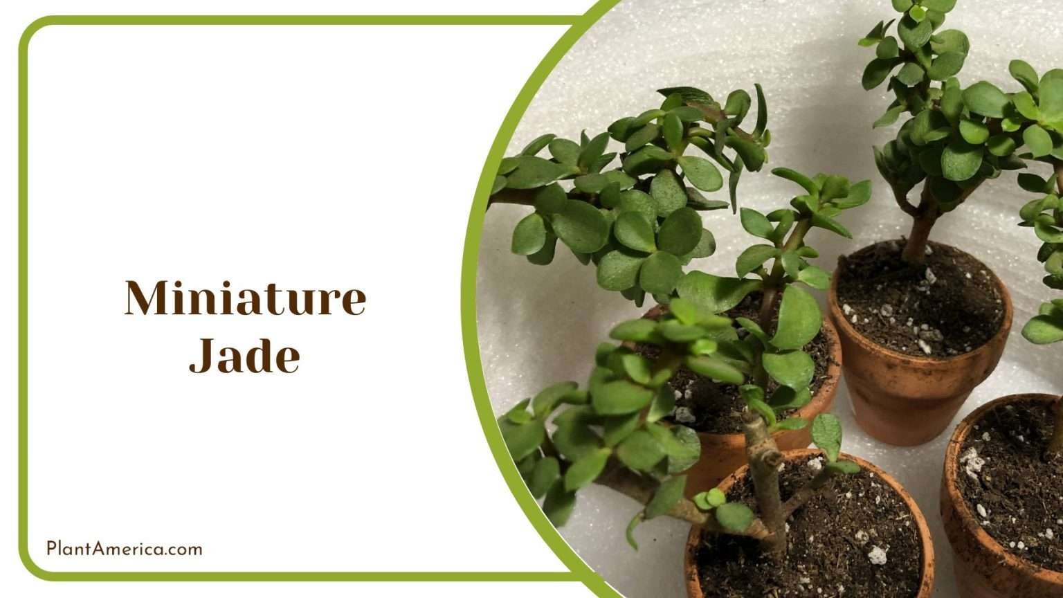 26 Types of Jade Plants That You Don’t Want To Miss - Plant America