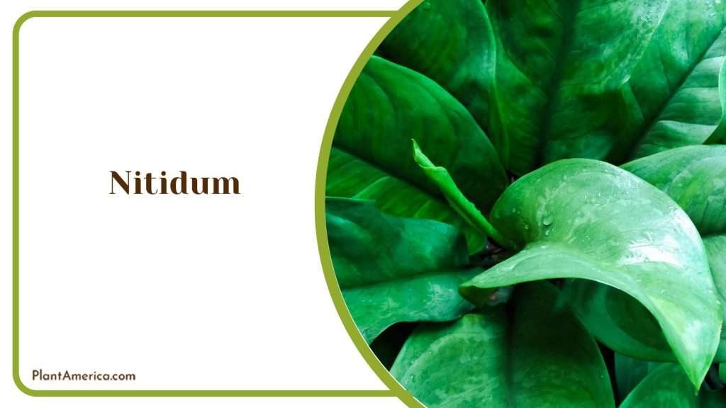 25 Aglaonema Varieties for a Perfect Tropical Indoor Garden - Plant America