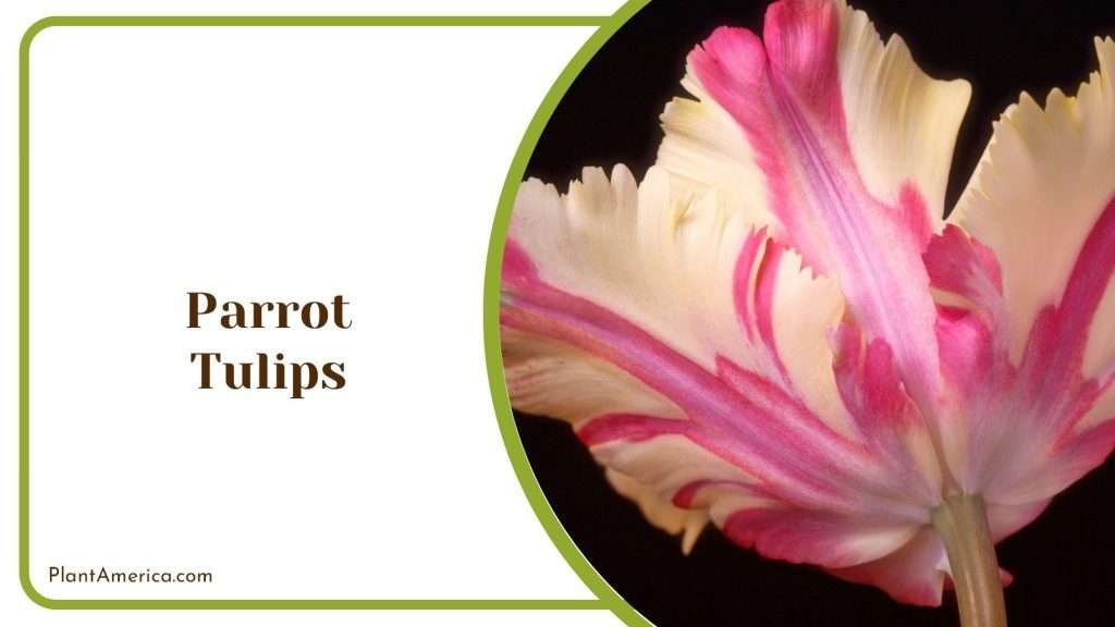 25 Types of Tulips Varieties You Should Consider Planting - Plant America