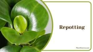 Peperomia Obtusifolia: Care Guide for the Baby Rubber Plant - Plant America