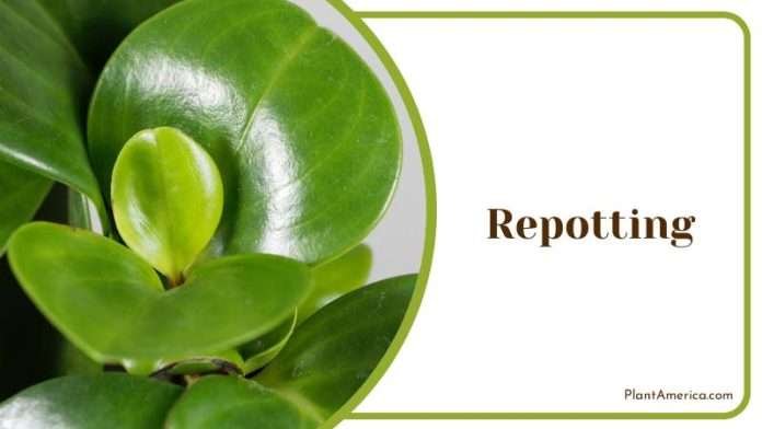 Peperomia Obtusifolia: Care Guide for the Baby Rubber Plant - Plant America