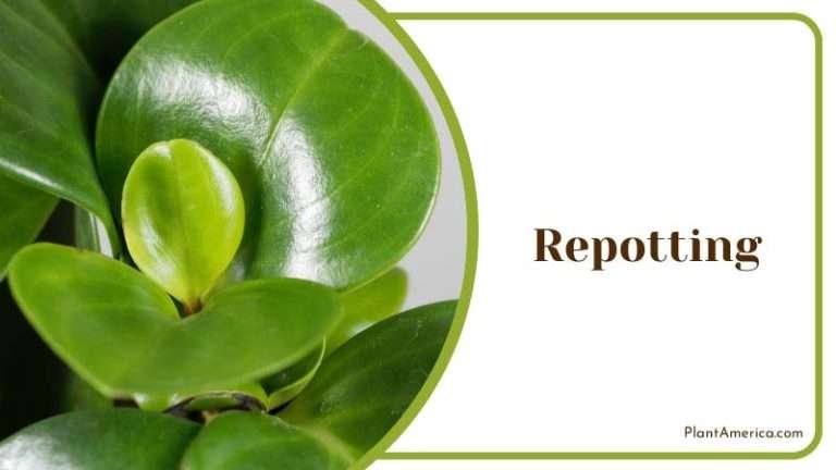 Peperomia Obtusifolia: Care Guide for the Baby Rubber Plant - Plant America