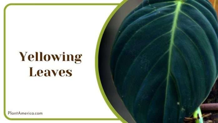 Philodendron Gigas: Care Tips for Growing This Giant Beauty - Plant America