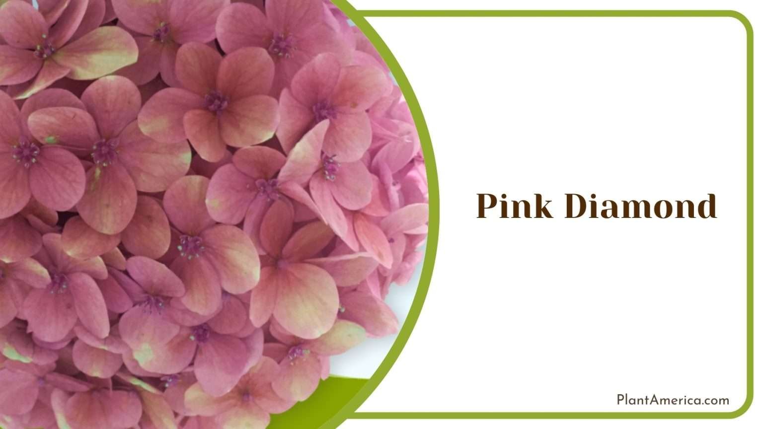 15 Pink Hydrangeas Varieties for Your Springtime Garden - Plant America