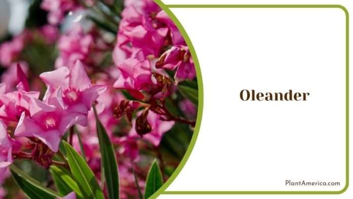 34 Types of Bushes To Consider Planting in Your Landscape - Plant America
