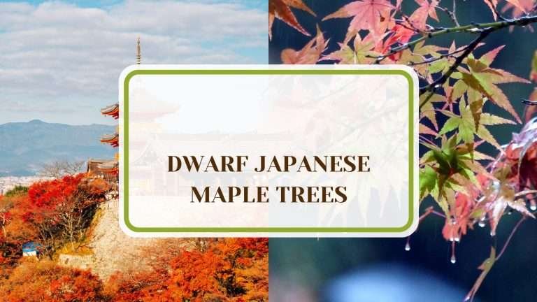21 Dwarf Japanese Maple Tree Varieties for Your Garden - Plant America