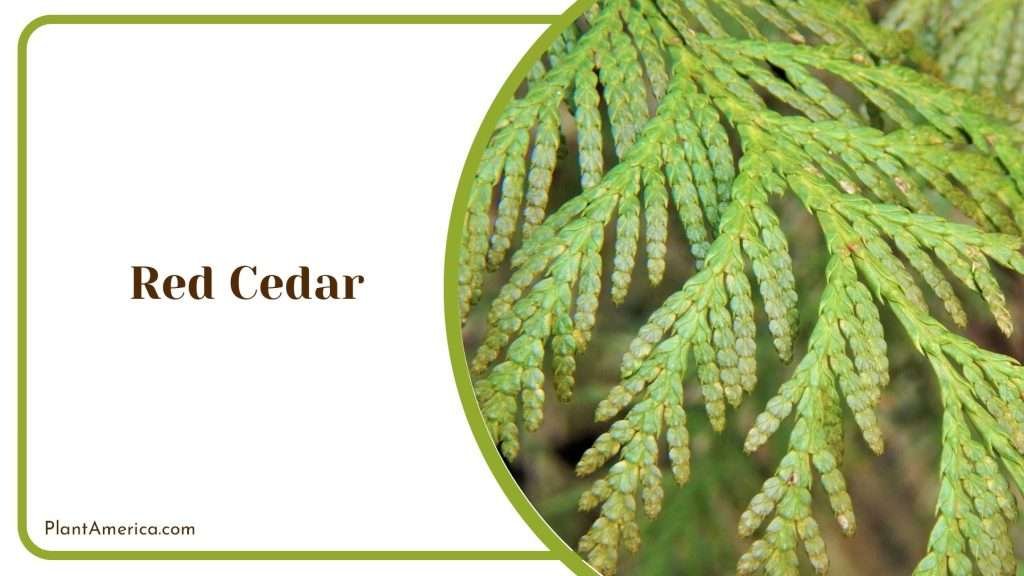16 Types of Cedar Trees for Your Landscaping Needs - Plant America